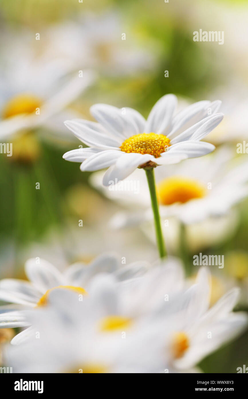 An early summer flower. Very short depth-of-field Stock Photo - Alamy