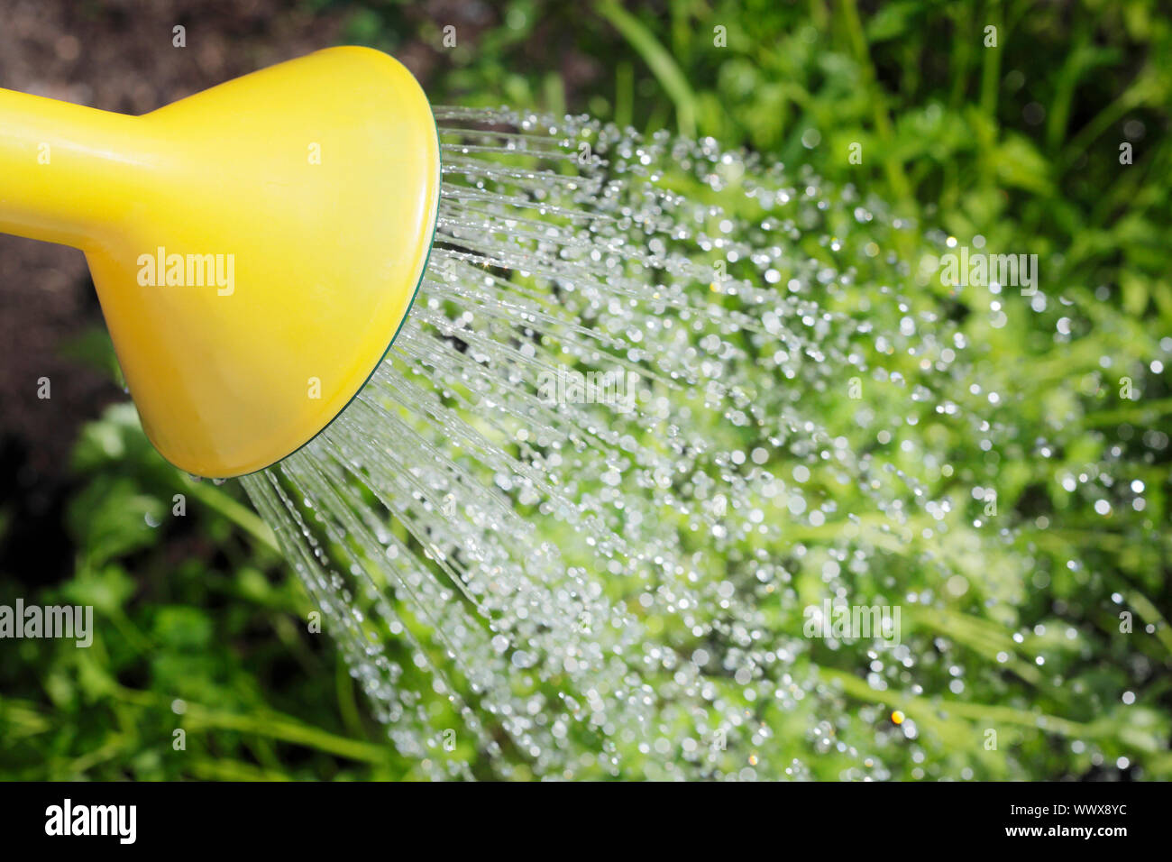 Spout of a watering can and water Stock Photo - Alamy