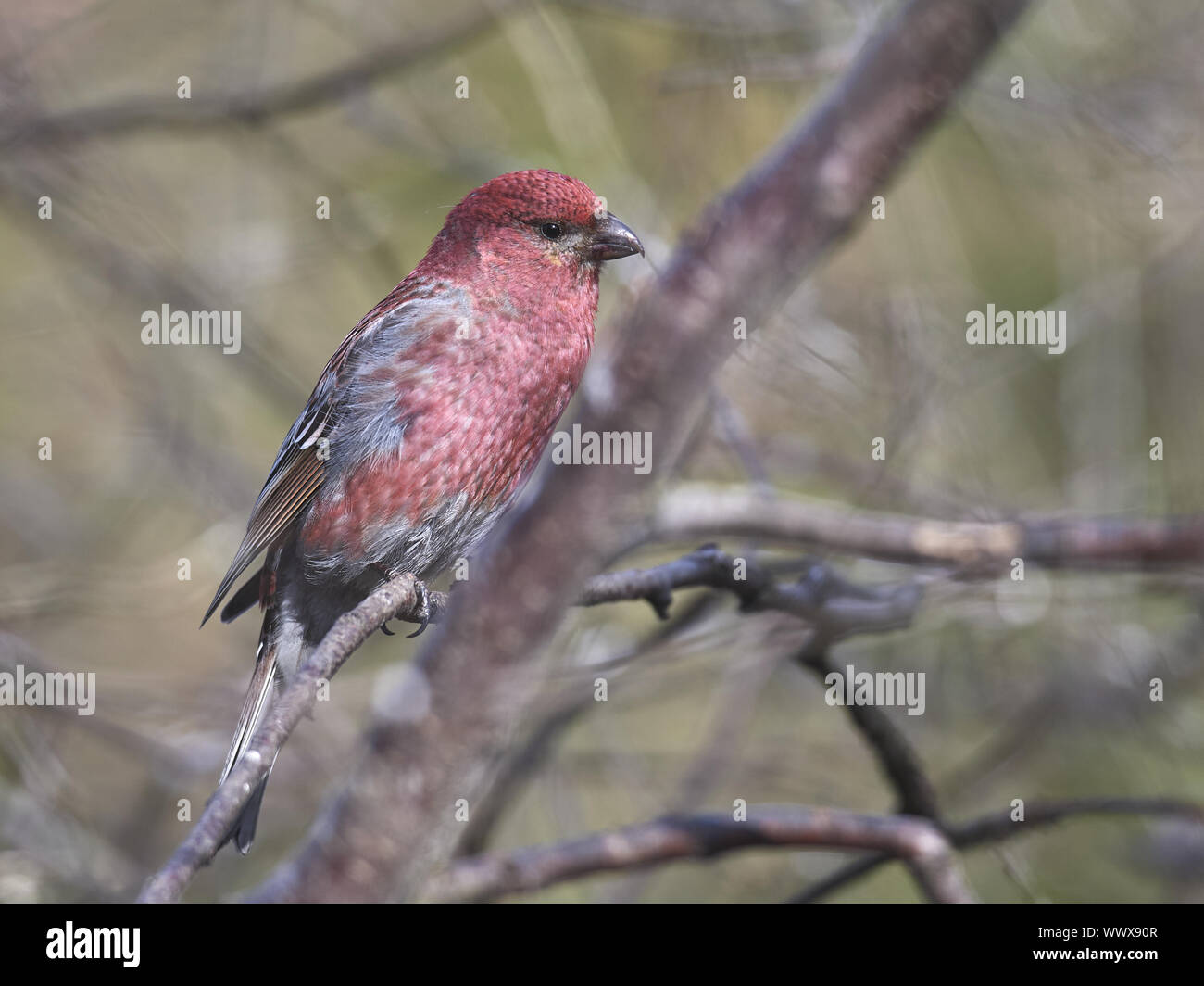 Gimbel hi-res stock photography and images - Alamy