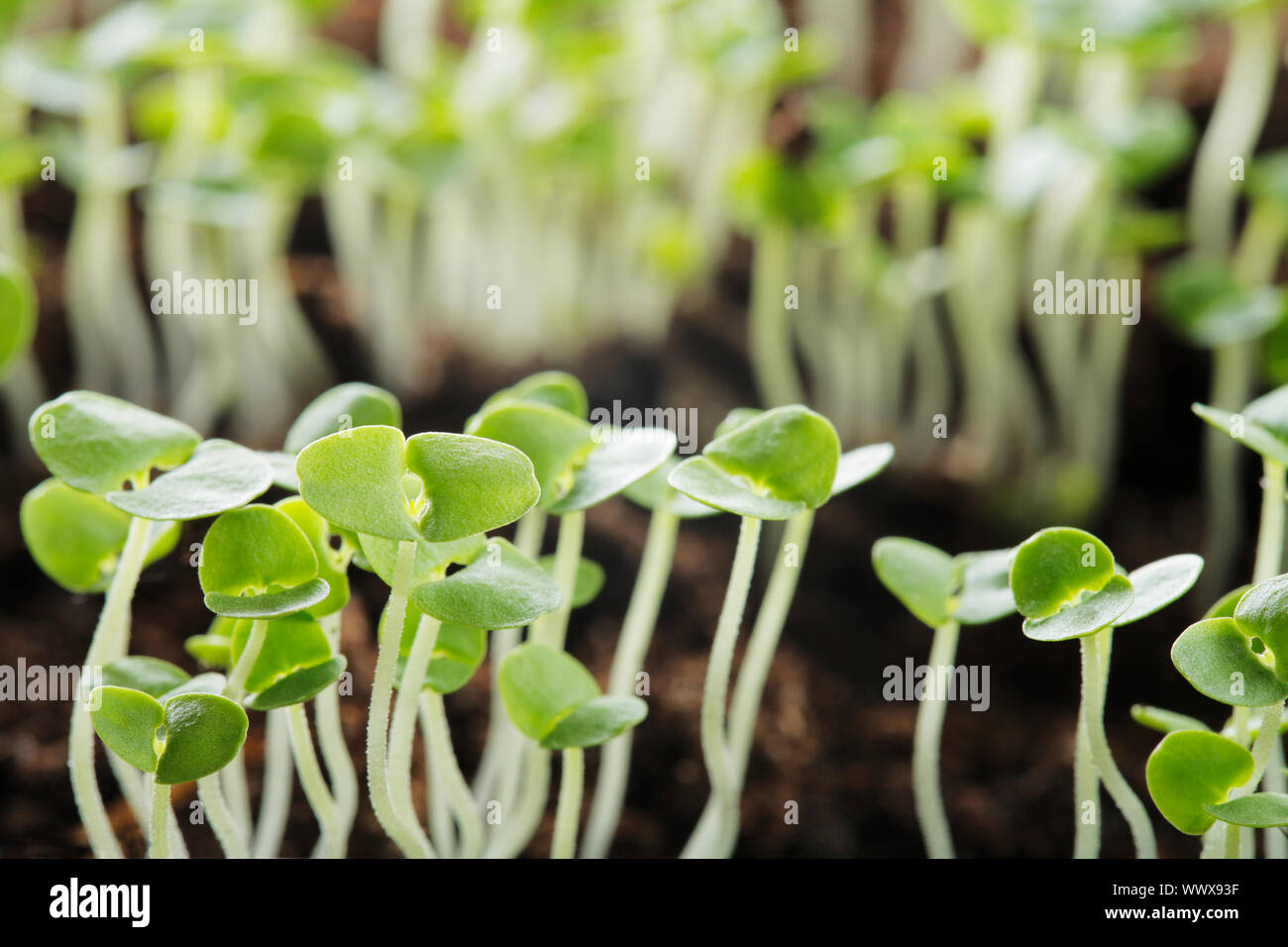Dicot seedling hi-res stock photography and images - Alamy