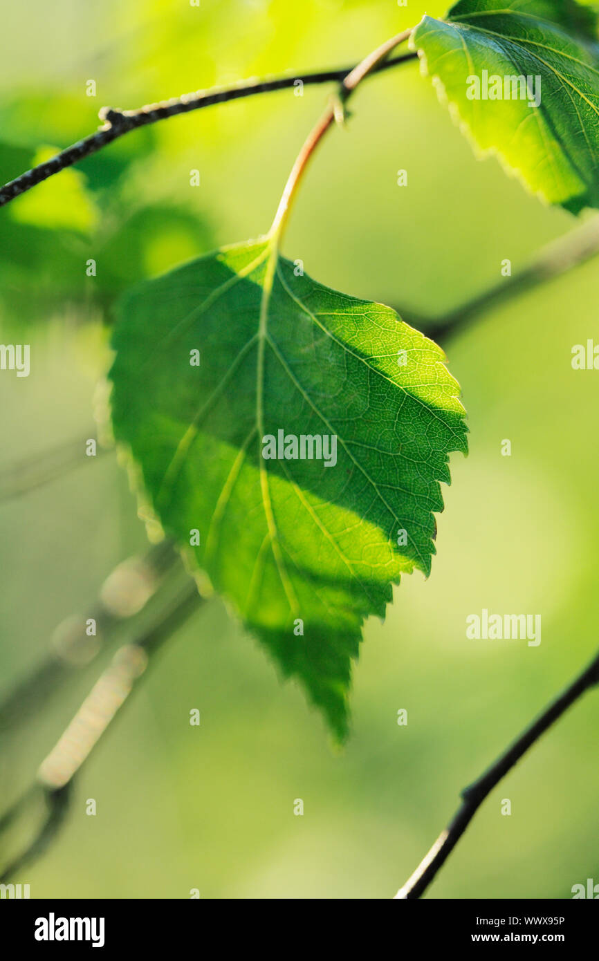 Short Depth Of Field Tree High Resolution Stock Photography and Images ...