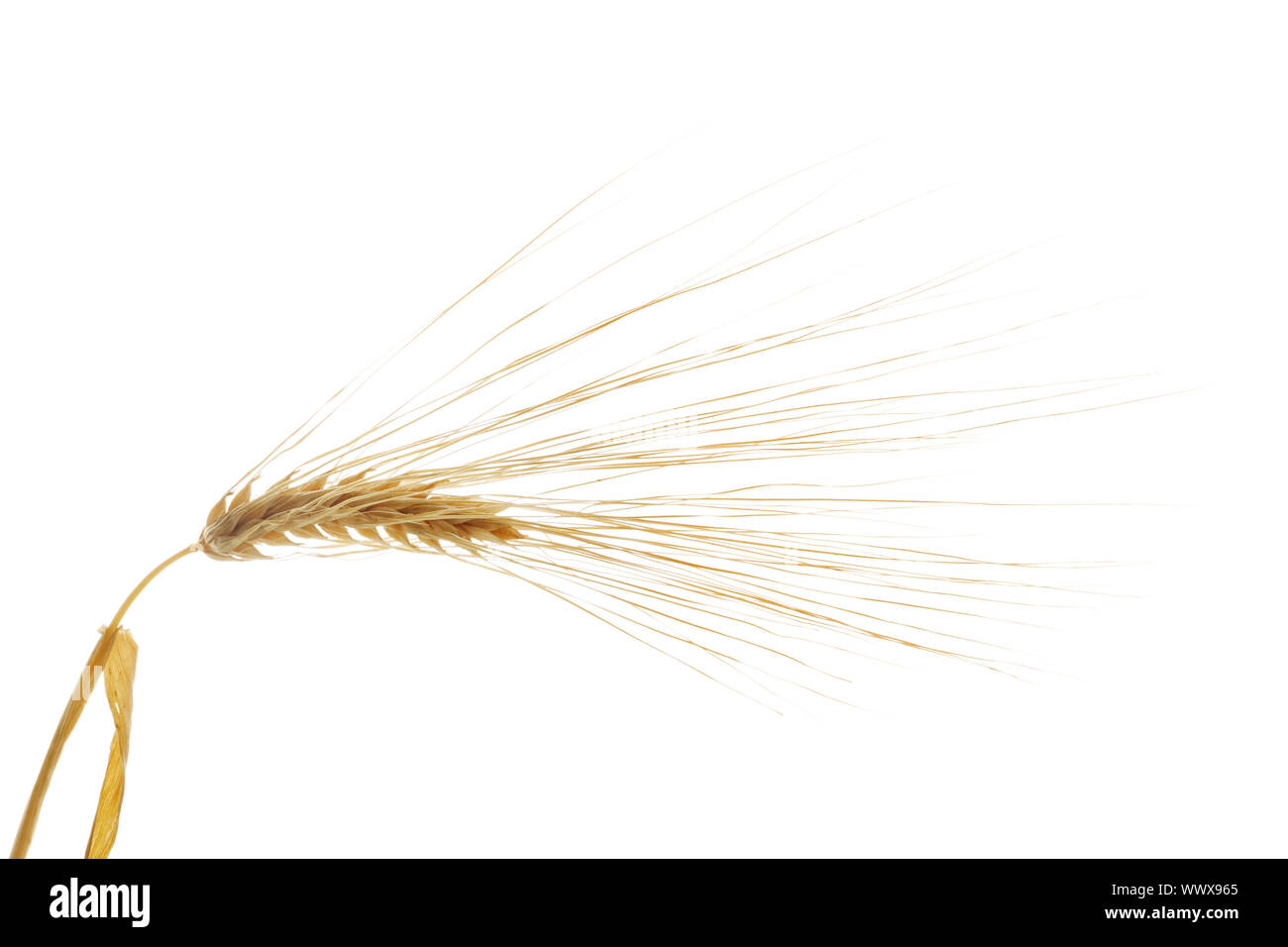 Barley husks Cut Out Stock Images & Pictures - Alamy