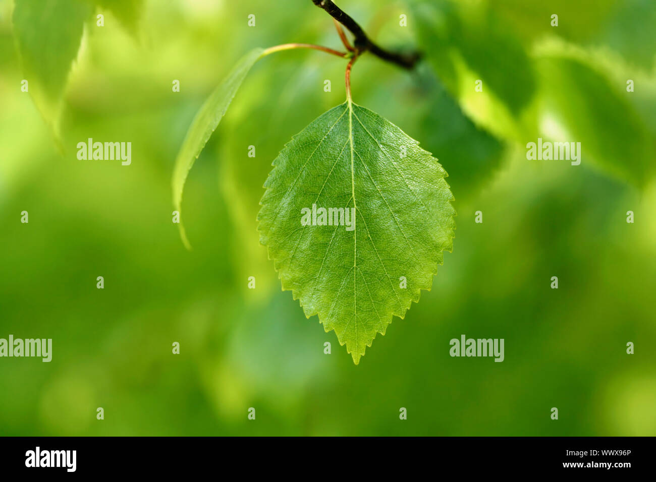 Birch Tree Leaf High Resolution Stock Photography and Images - Alamy