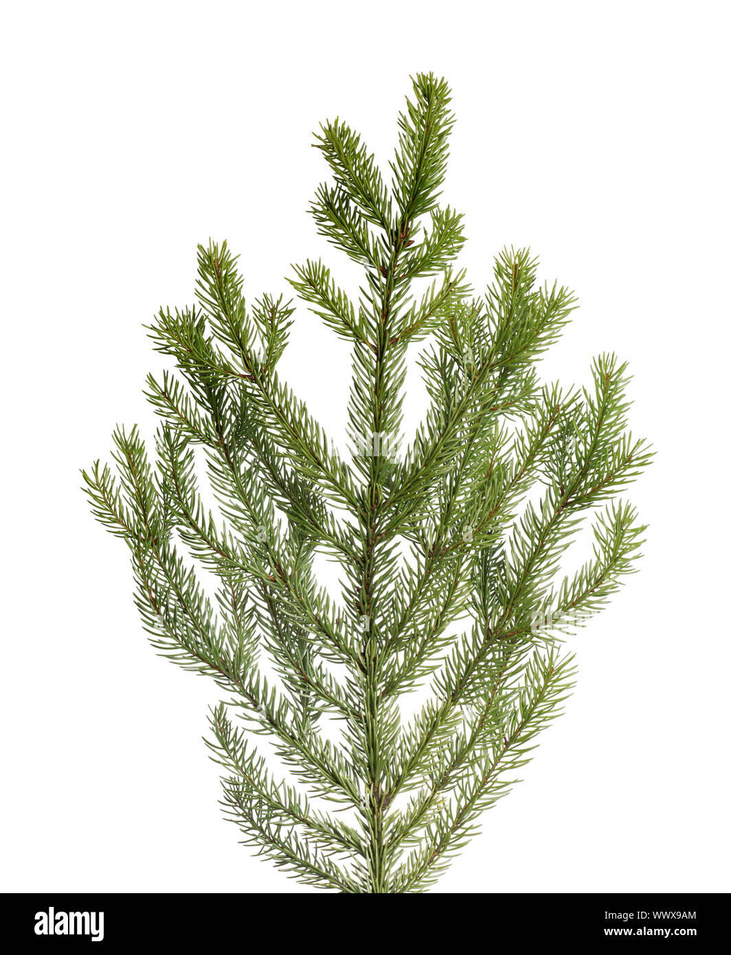 Branch of a spruce tree, isolated on white Stock Photo - Alamy