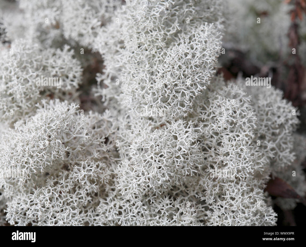 Cladina stellaris hi-res stock photography and images - Alamy