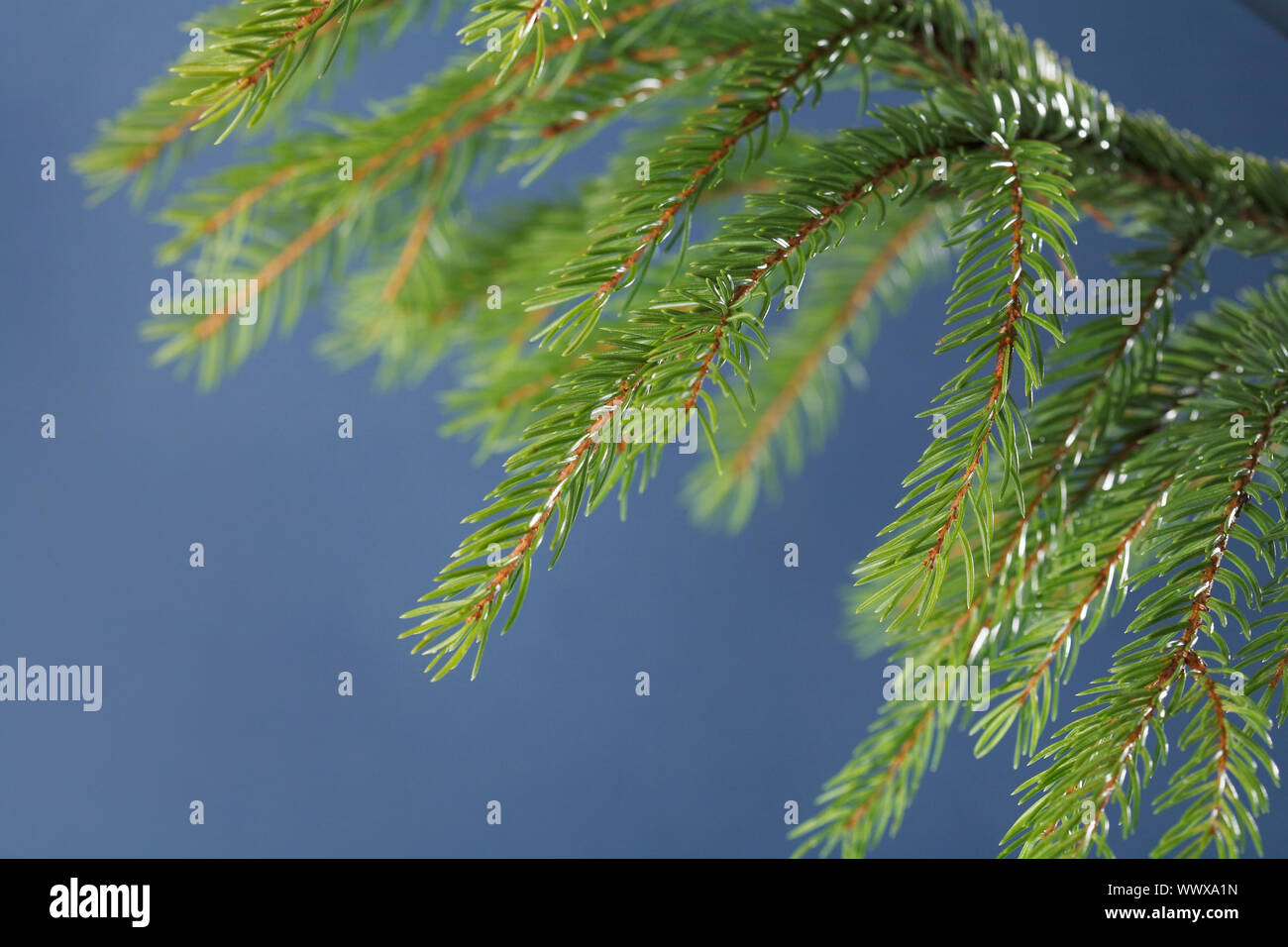 Branch of a spruce tree in studio Stock Photo - Alamy