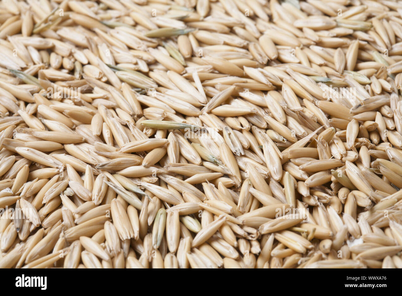 Oat grain with husks in closeup Stock Photo - Alamy