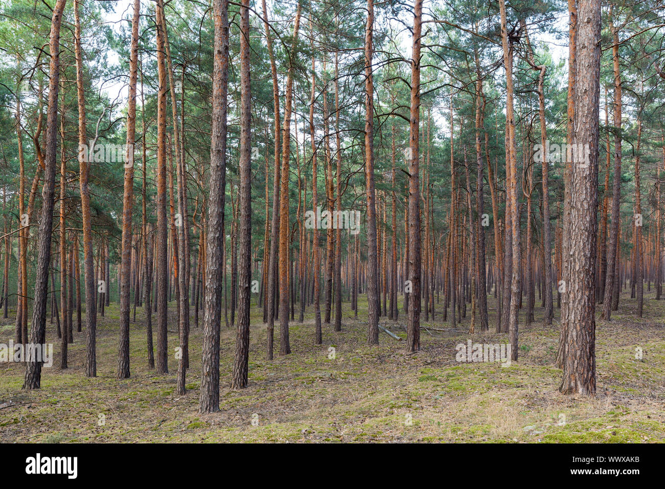 Pine trees forest Stock Photo - Alamy