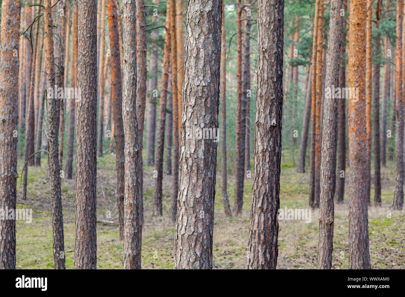 Pine trees forest Stock Photo - Alamy