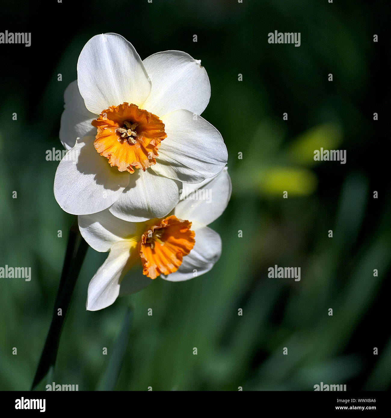 Gruaykarte hi-res stock photography and images - Alamy