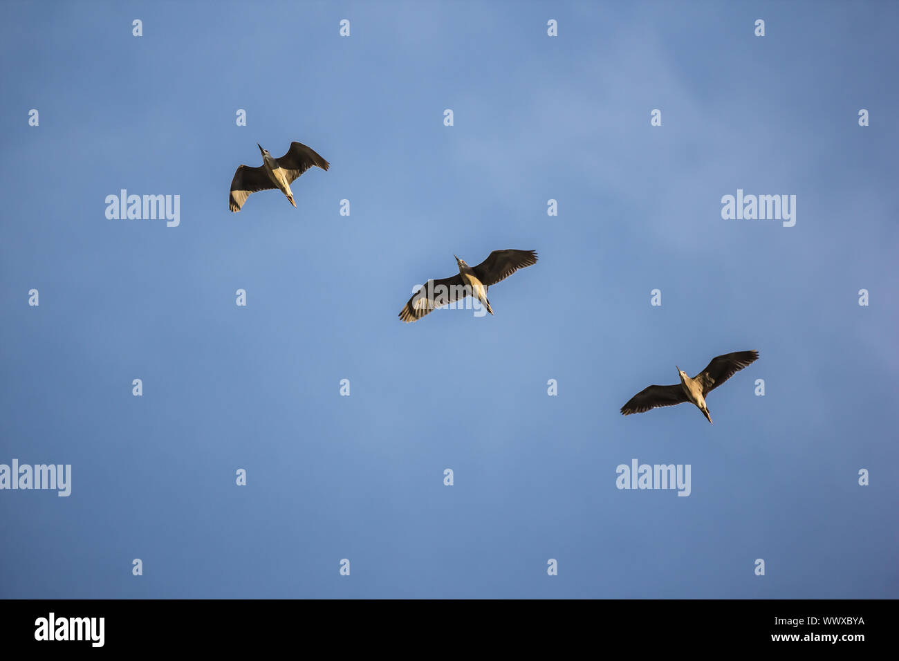 Three bird over blue sky background Stock Photo - Alamy