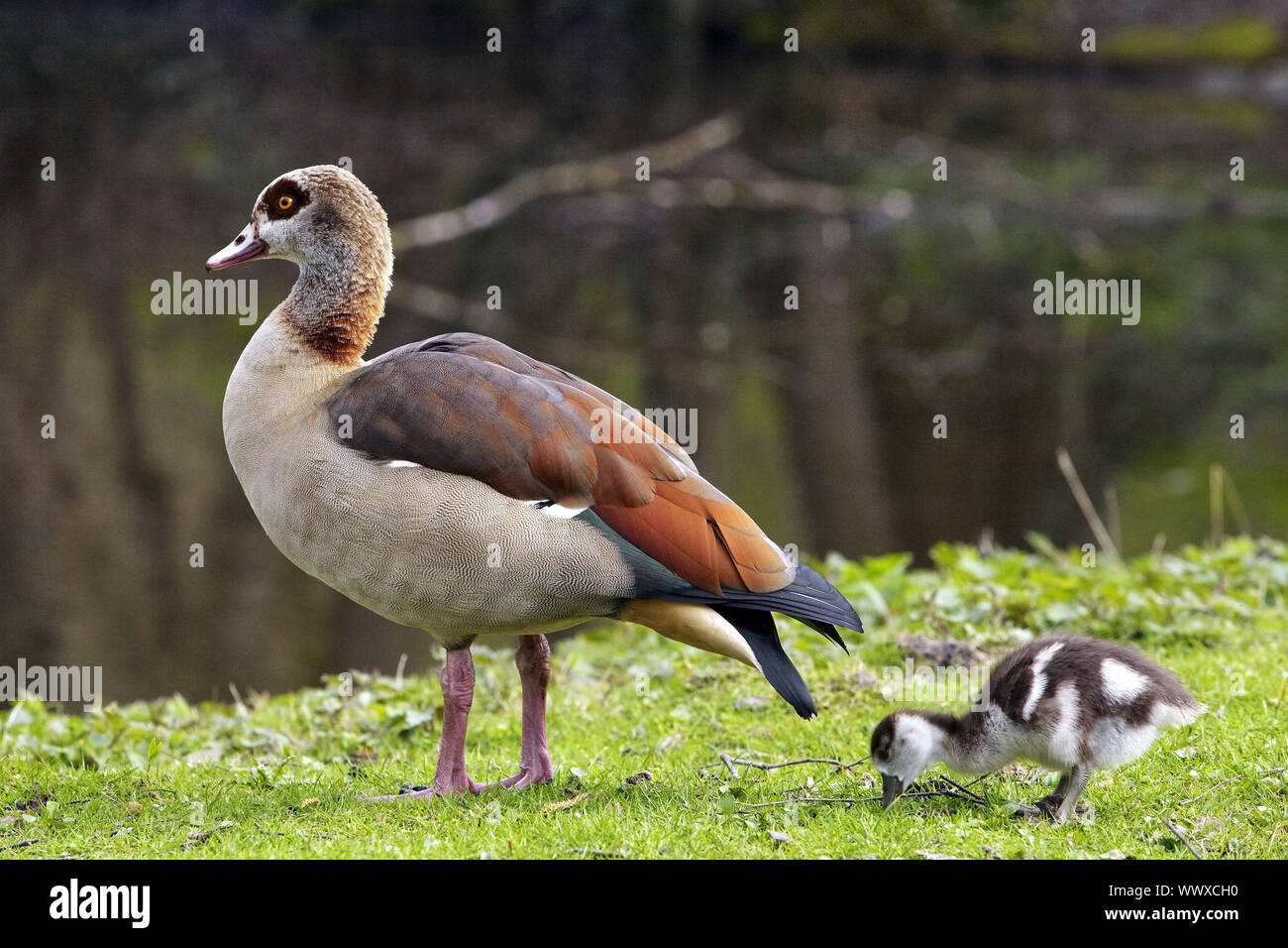 Egyptian chicken hi-res stock photography and images - Alamy