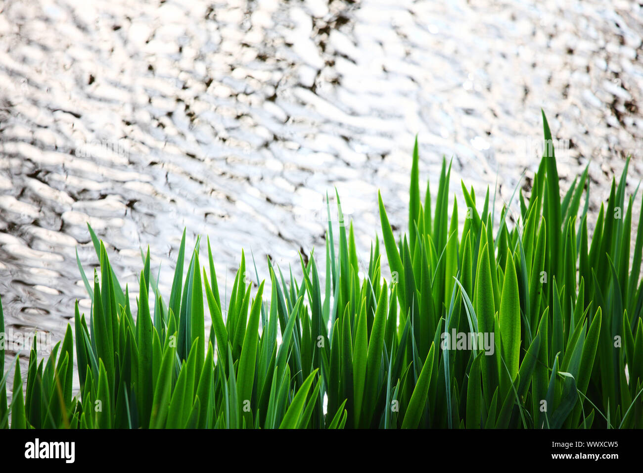 grass on water background Stock Photo - Alamy