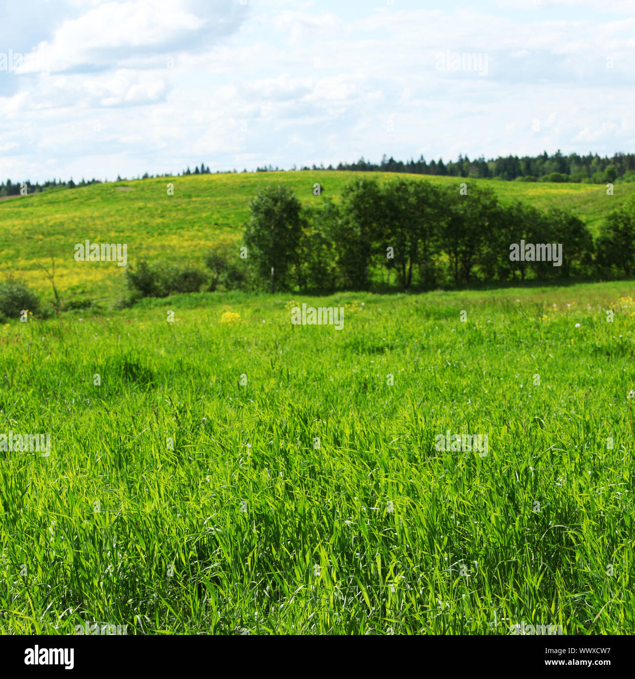 green grass field nature landscape Stock Photo - Alamy