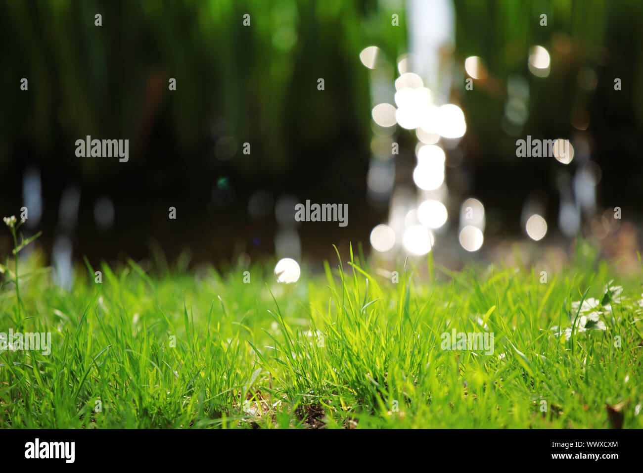 grass on water background Stock Photo - Alamy