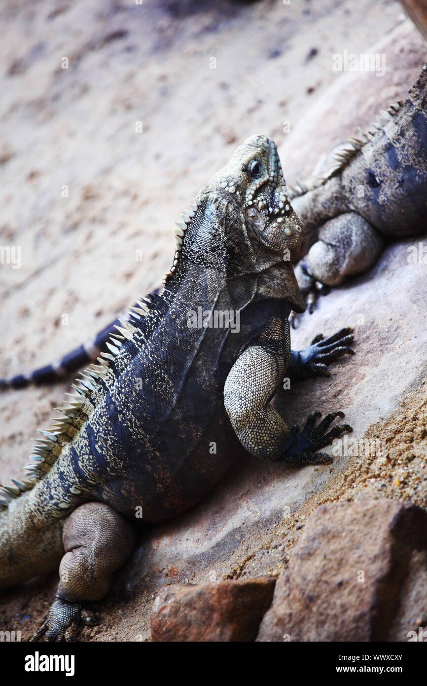 close up lizard in zoo Stock Photo - Alamy