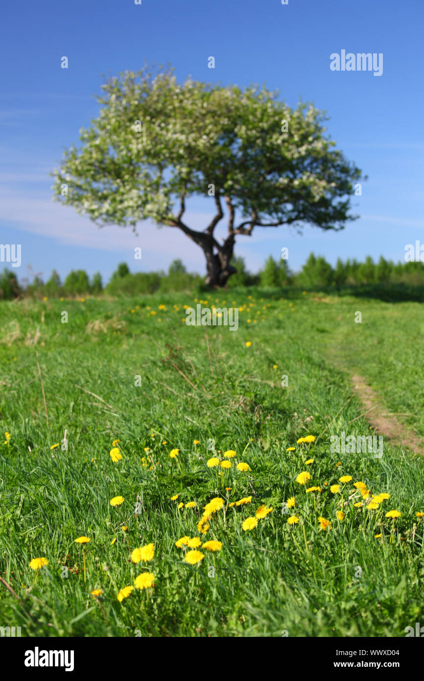 alone tree on green grass field Stock Photo - Alamy