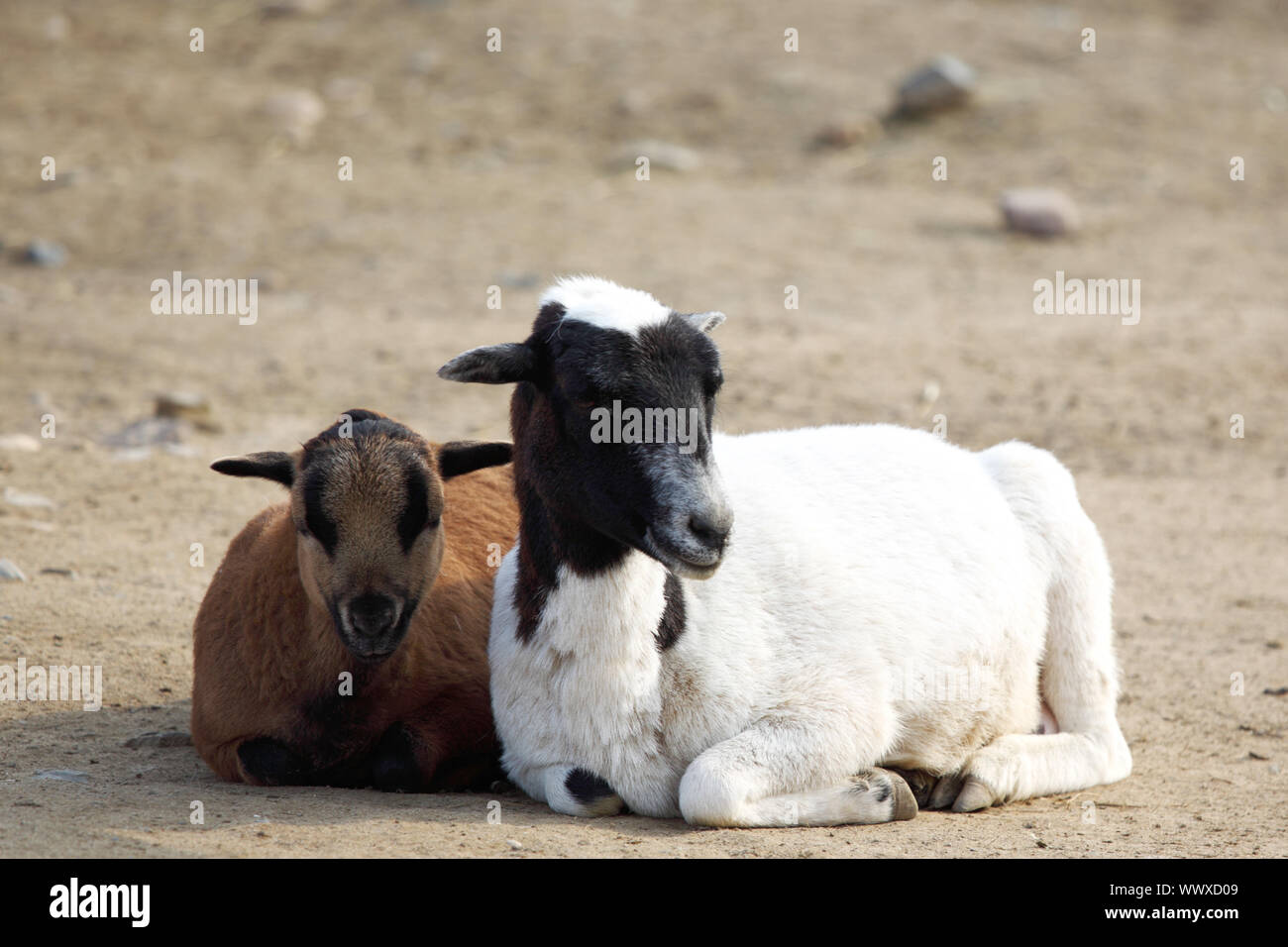 close up sheep in zoo Stock Photo - Alamy