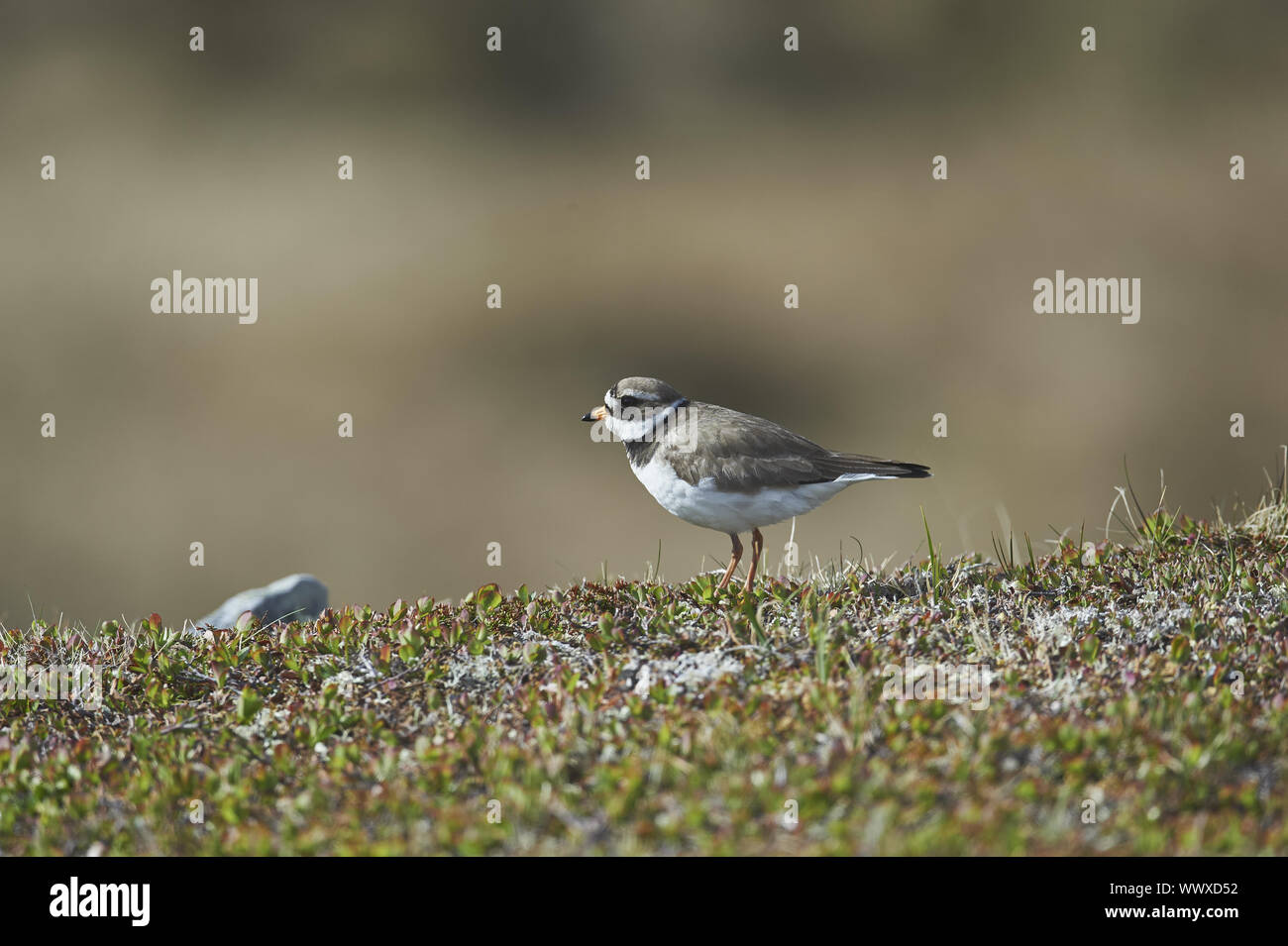 Common Ringed Plover Stock Photo - Alamy