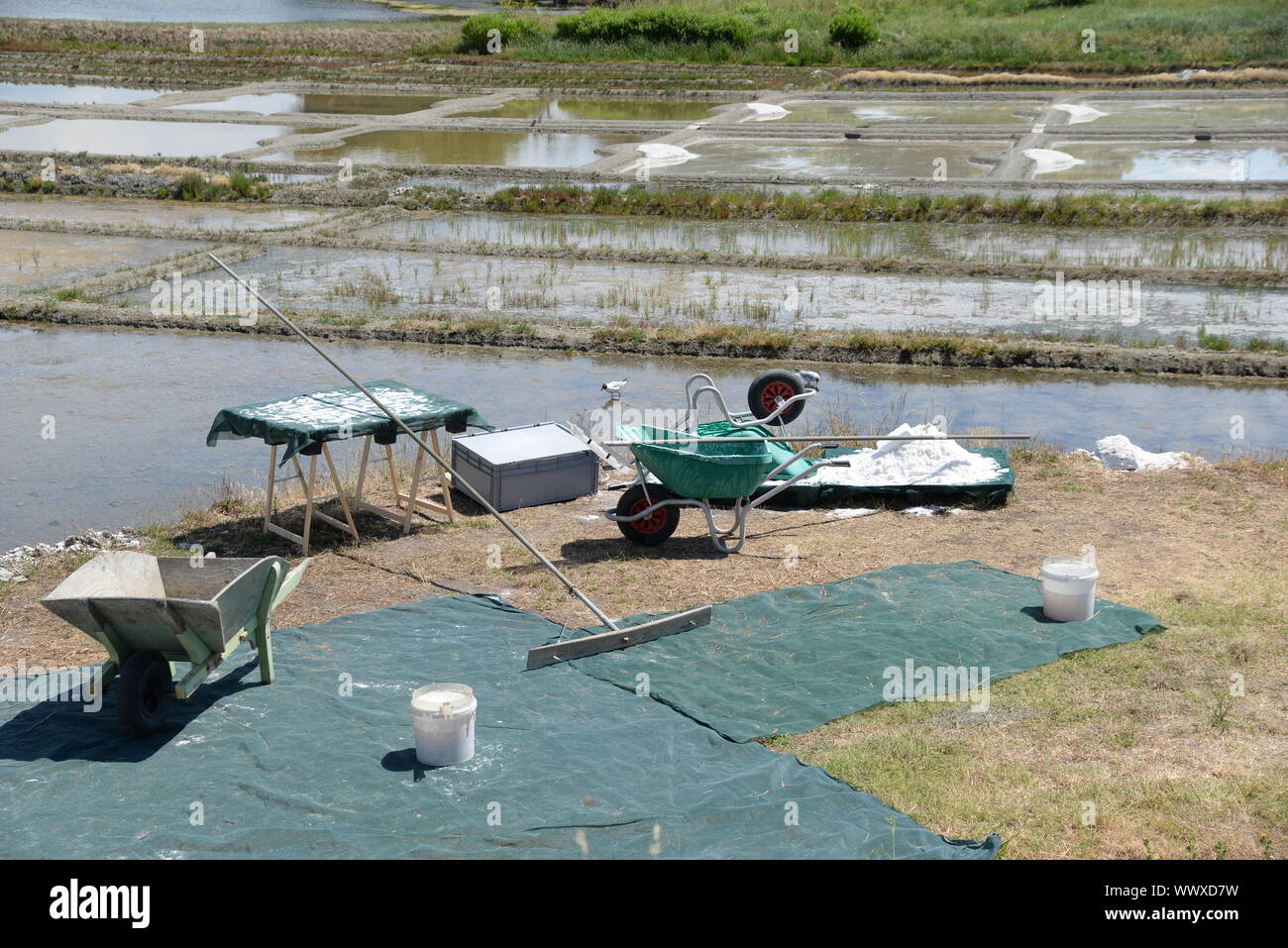Salt extraction at Batz-sur-Mer, France Stock Photo - Alamy