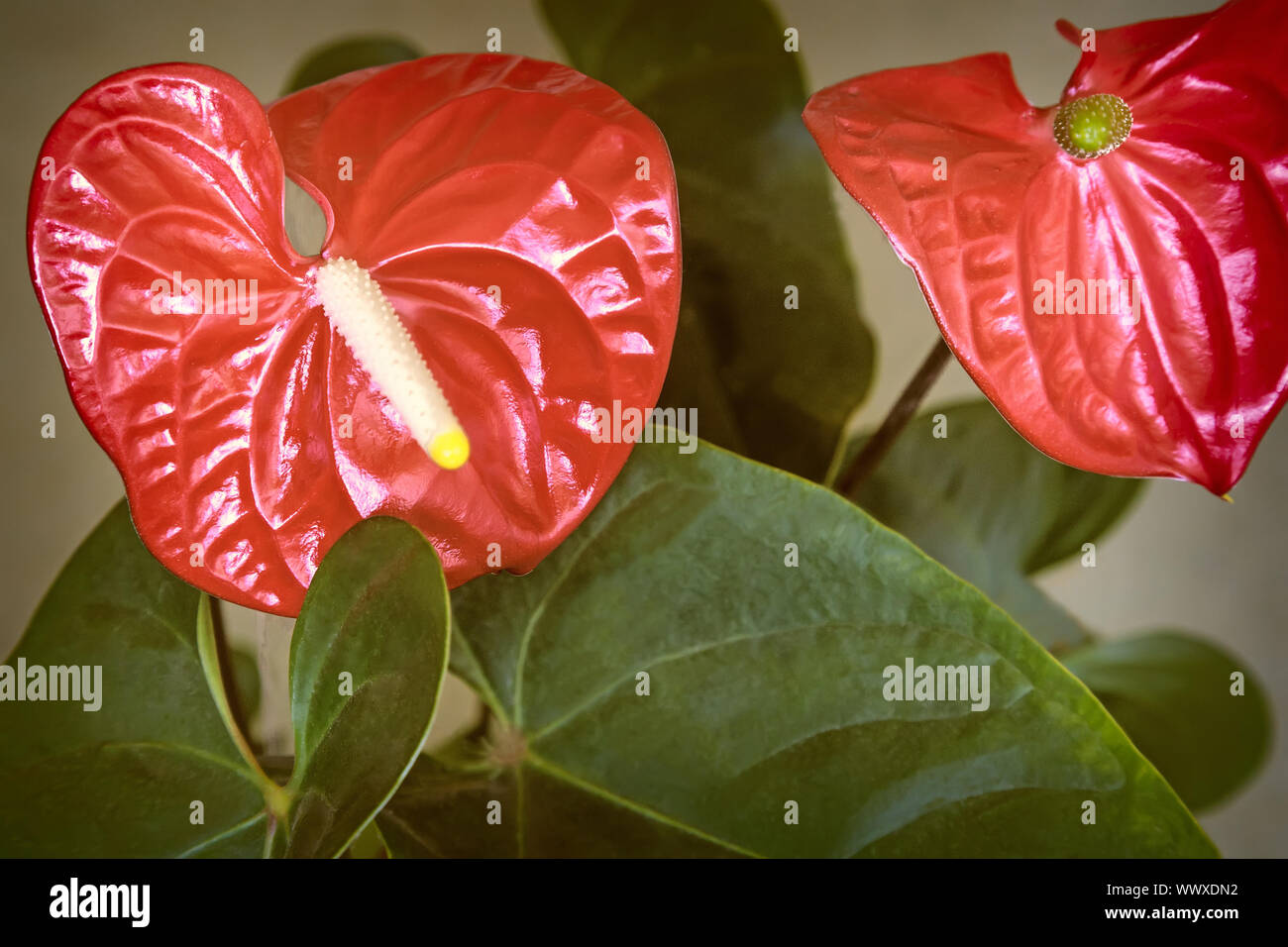 Inflorescence of anthurium hi-res stock photography and images - Alamy