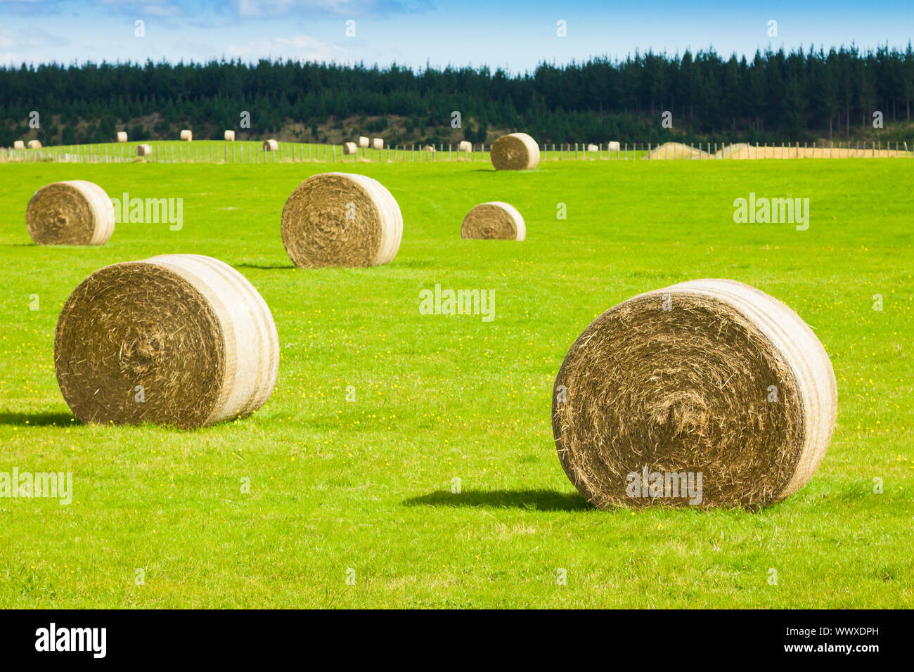 Round bay bale rolls in a green field Stock Photo - Alamy