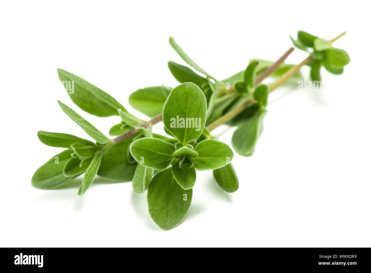Fresh marjoram isolated on white background Stock Photo - Alamy