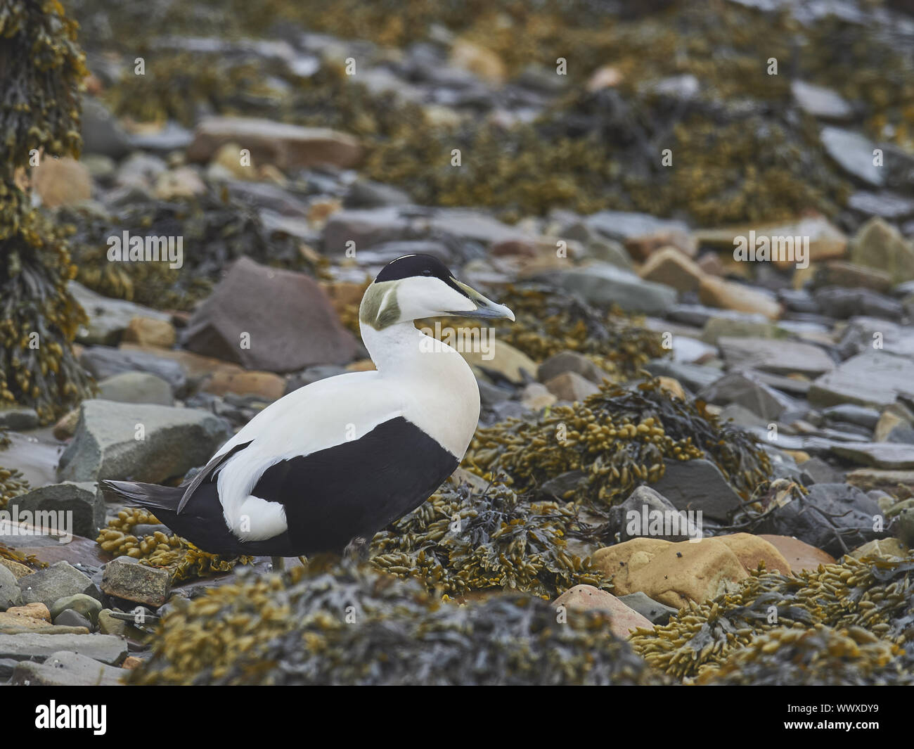 European eider hi-res stock photography and images - Alamy