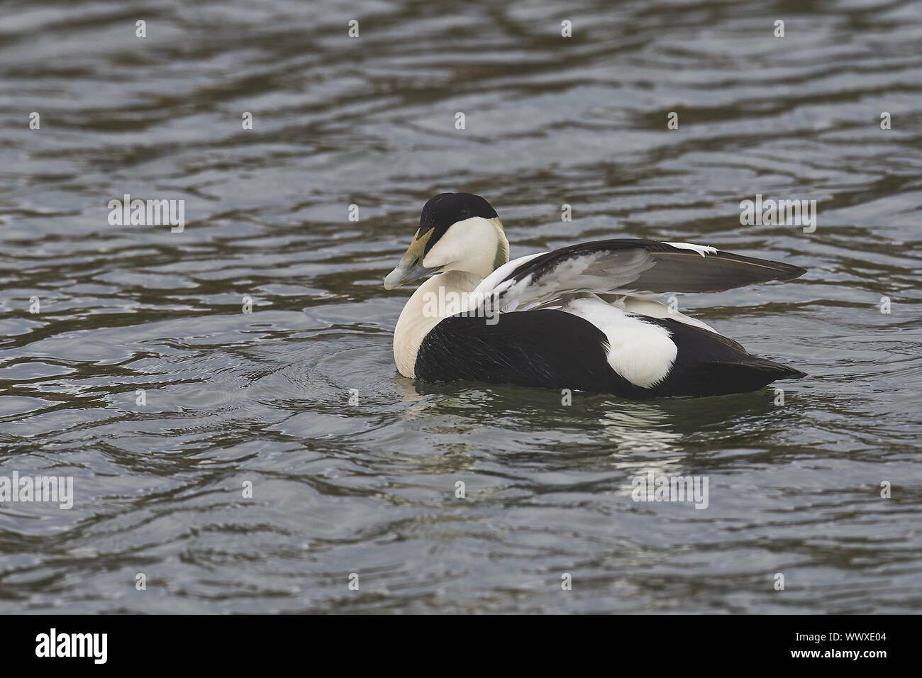 Animals and ducks hi-res stock photography and images - Alamy