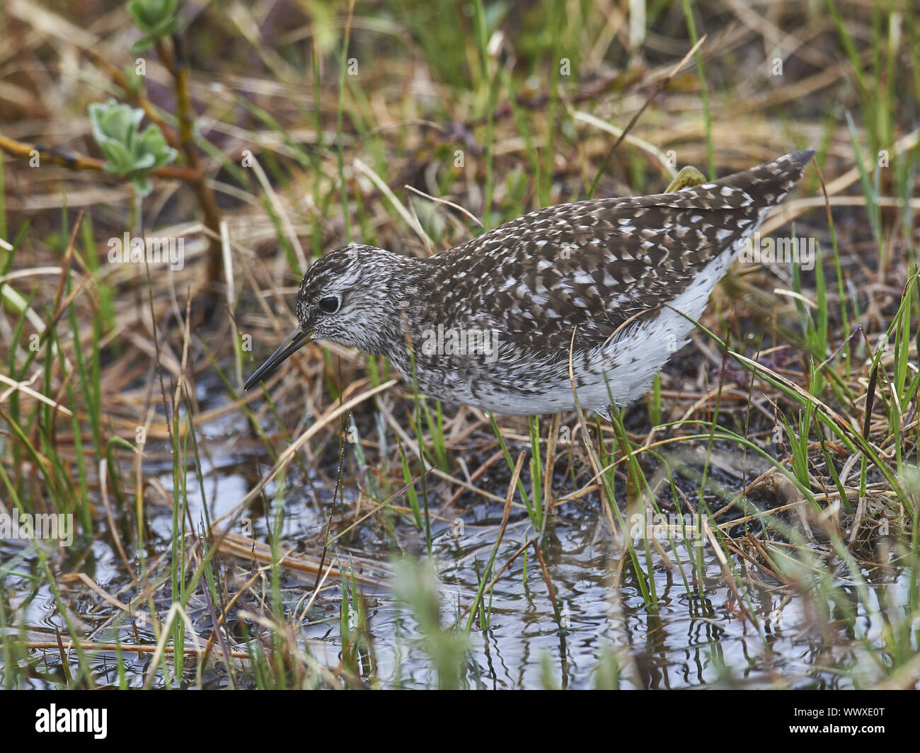 Sandpiper birds hi-res stock photography and images - Alamy