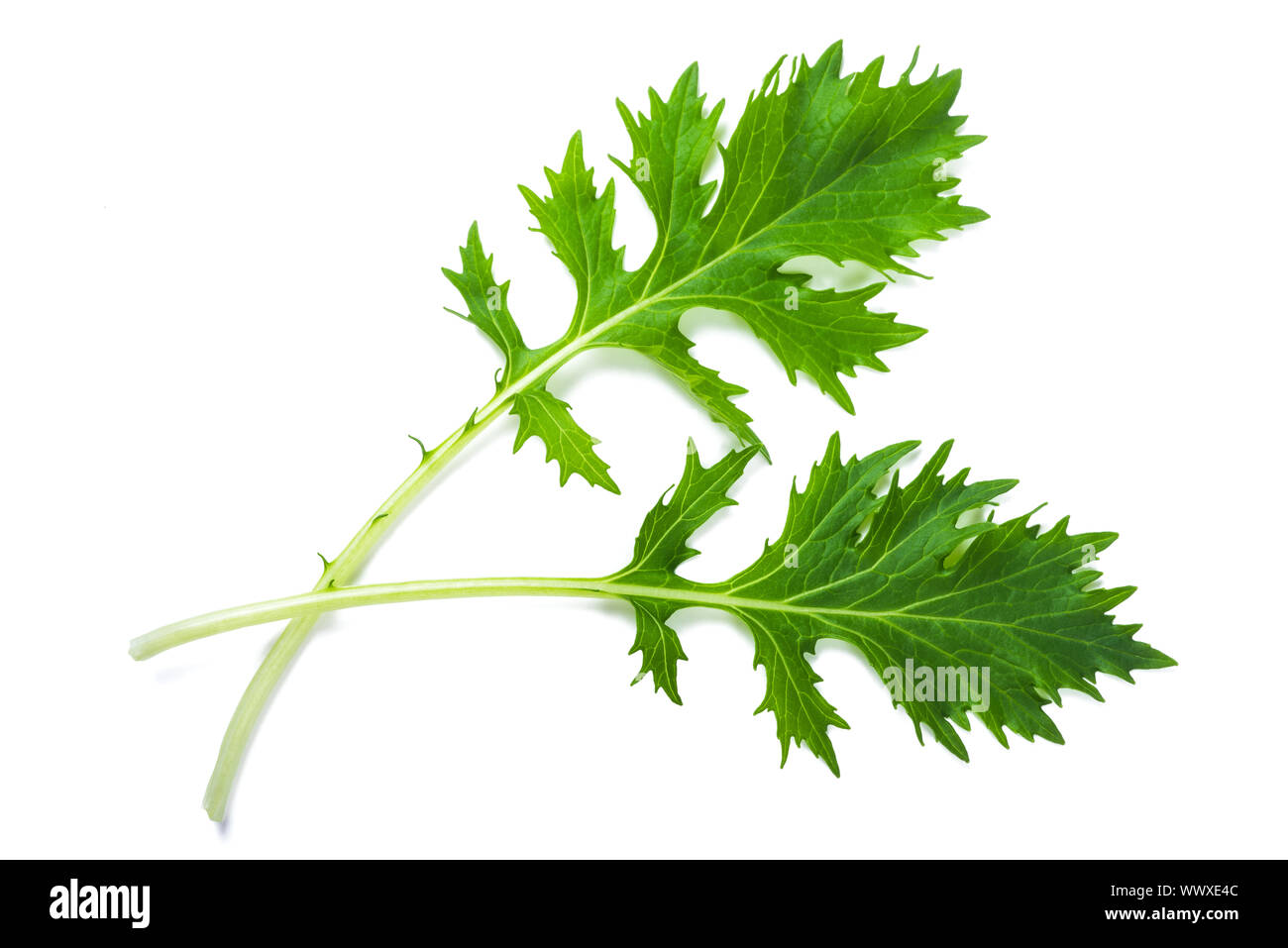 Mizuna hi-res stock photography and images - Alamy