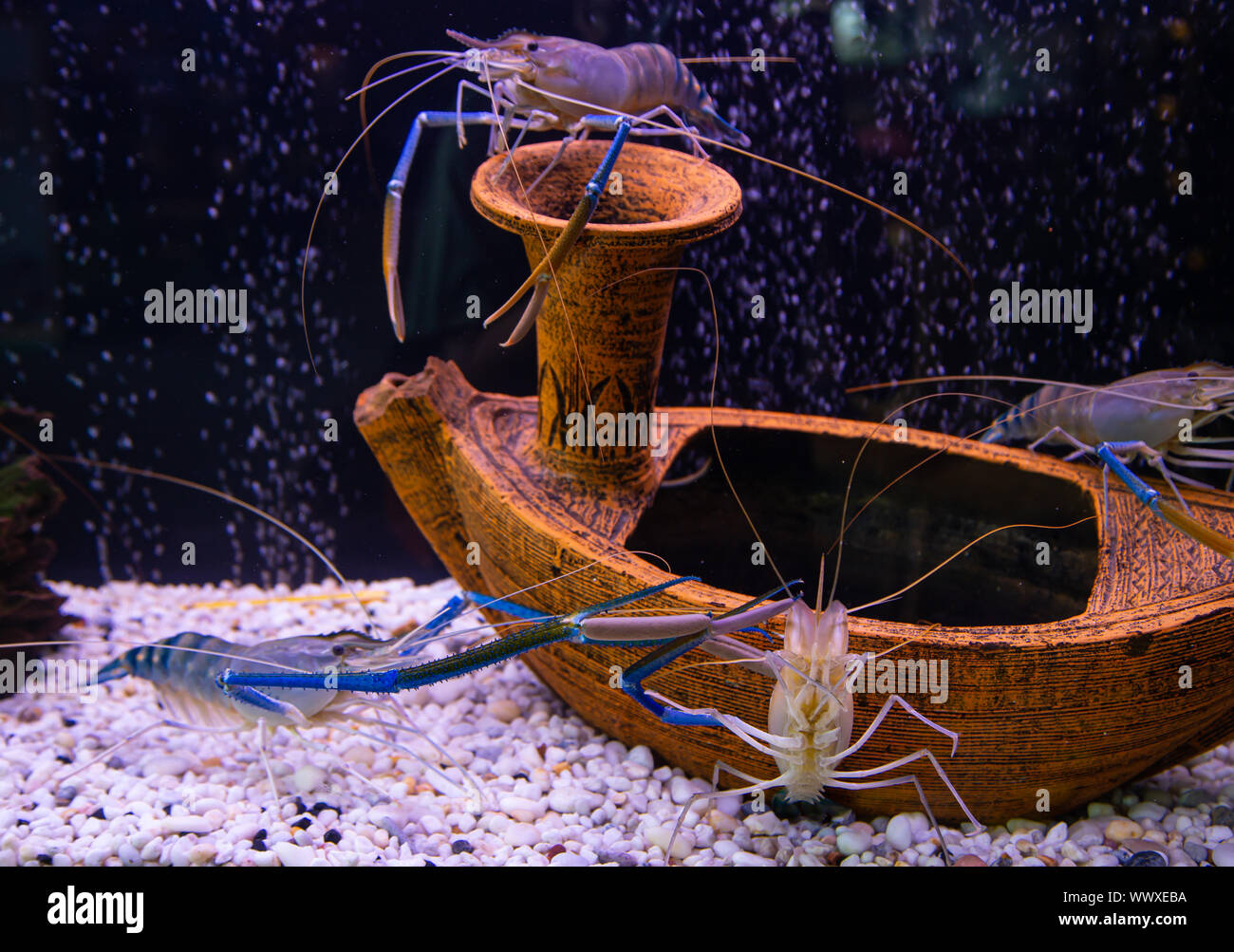 Tiger prawns in decorated freshwater aquarium tank Stock Photo - Alamy