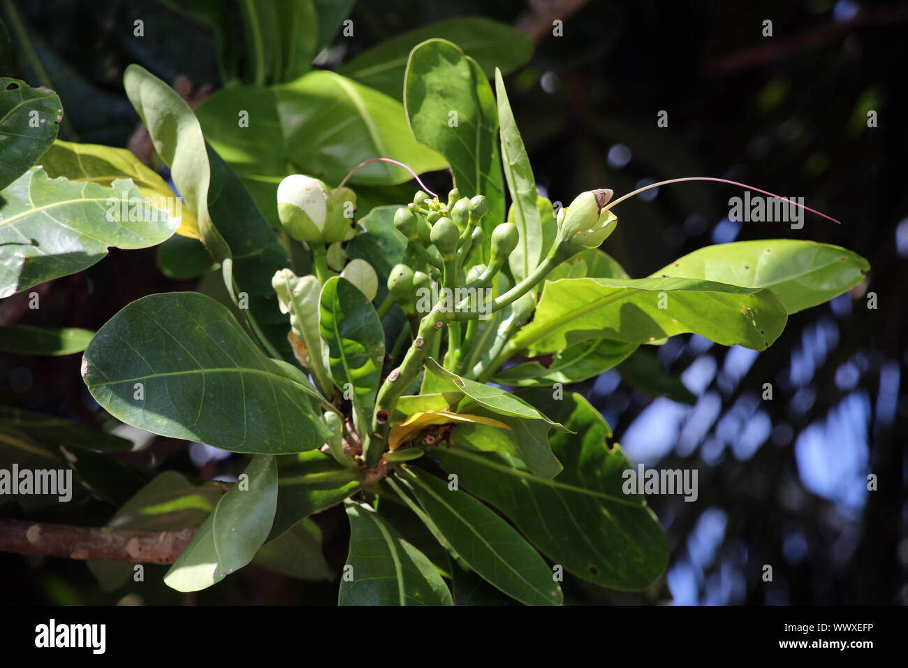 fish poison tree, putat, sea poison tree, Box Fruit Stock Photo - Alamy