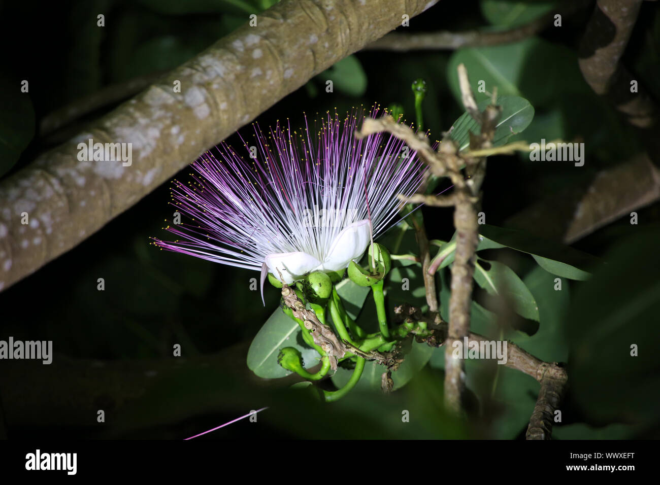 fish poison tree, putat, sea poison tree, Box Fruit Stock Photo - Alamy