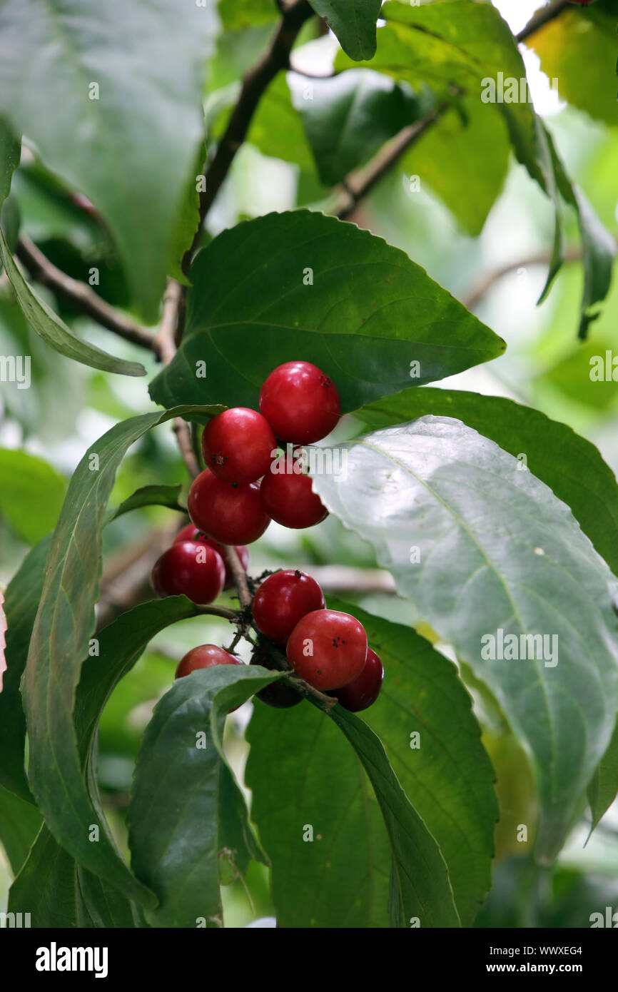 red fruits of rukam, governor's plum, Indian plum, Indian prune Stock ...