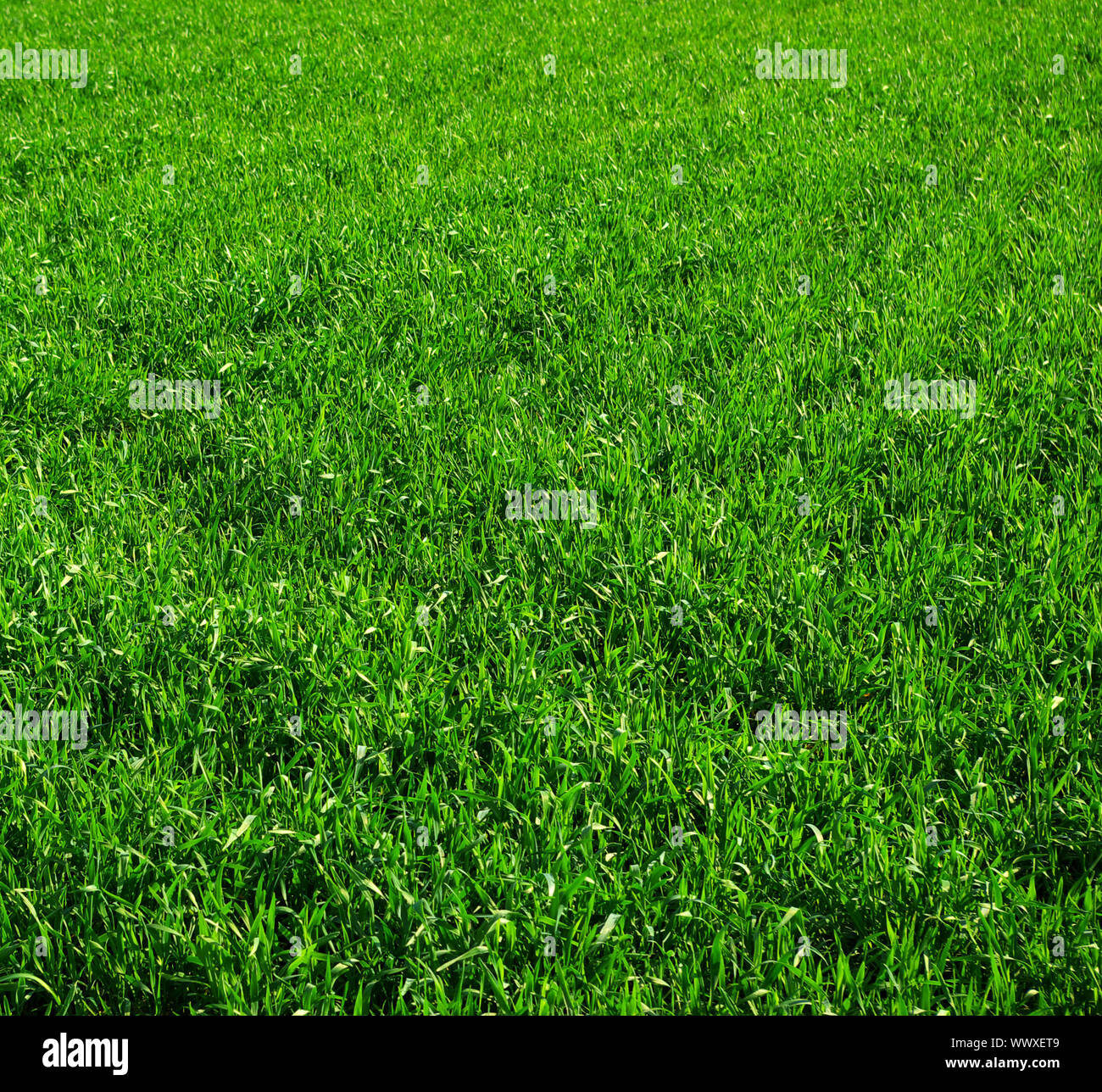 Green grass texture from a field Stock Photo - Alamy