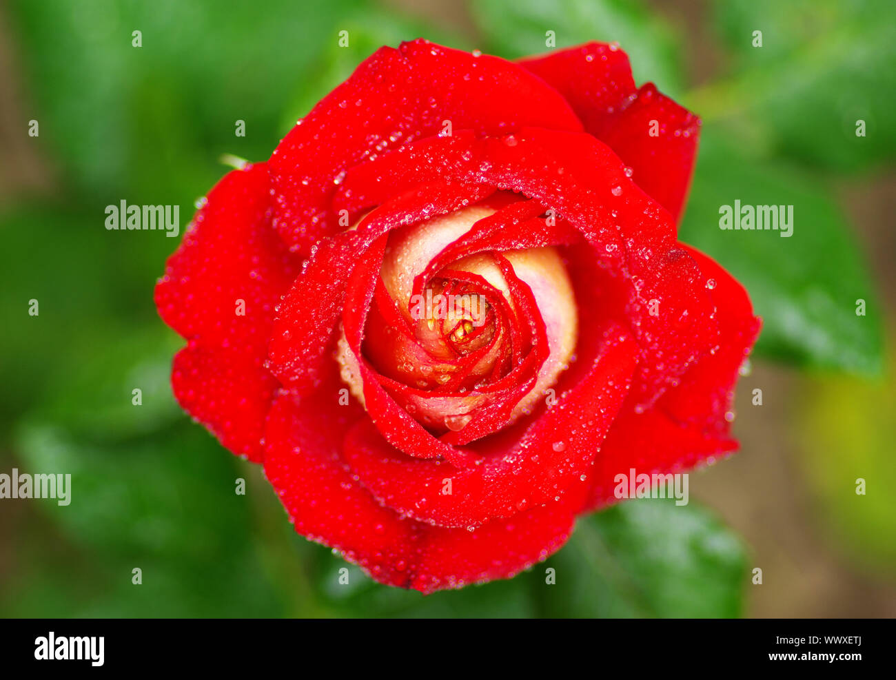 a close-up of a red rose Stock Photo - Alamy