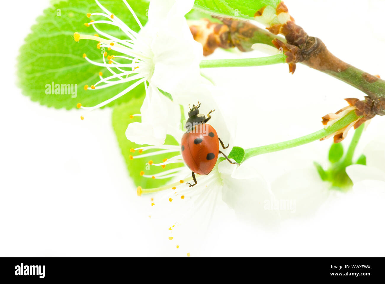 red ladybug on green grass isolated Stock Photo - Alamy