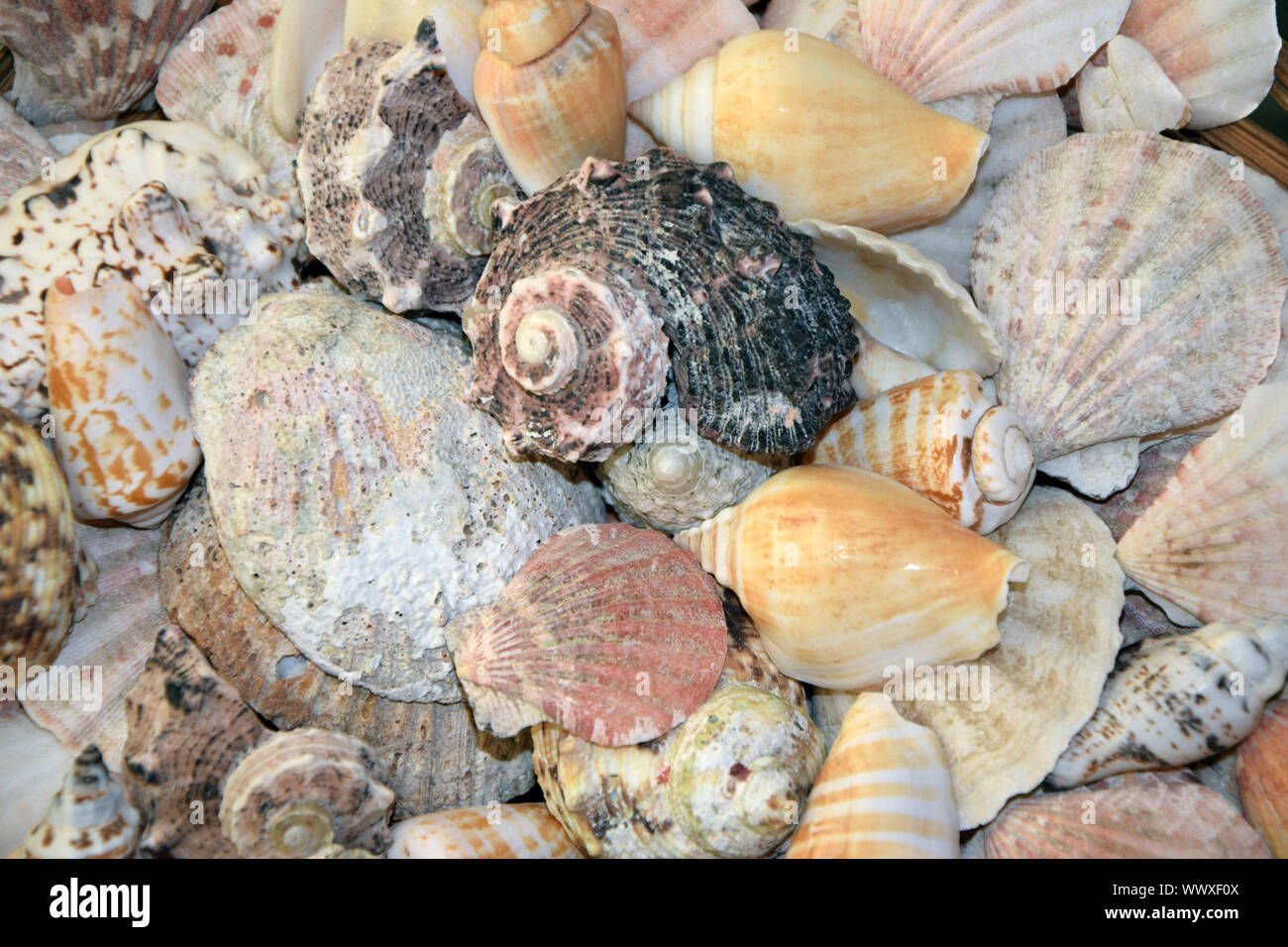 Mussels and snails Stock Photo - Alamy