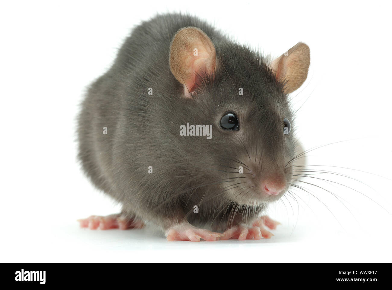 funny rat isolated on white background Stock Photo - Alamy