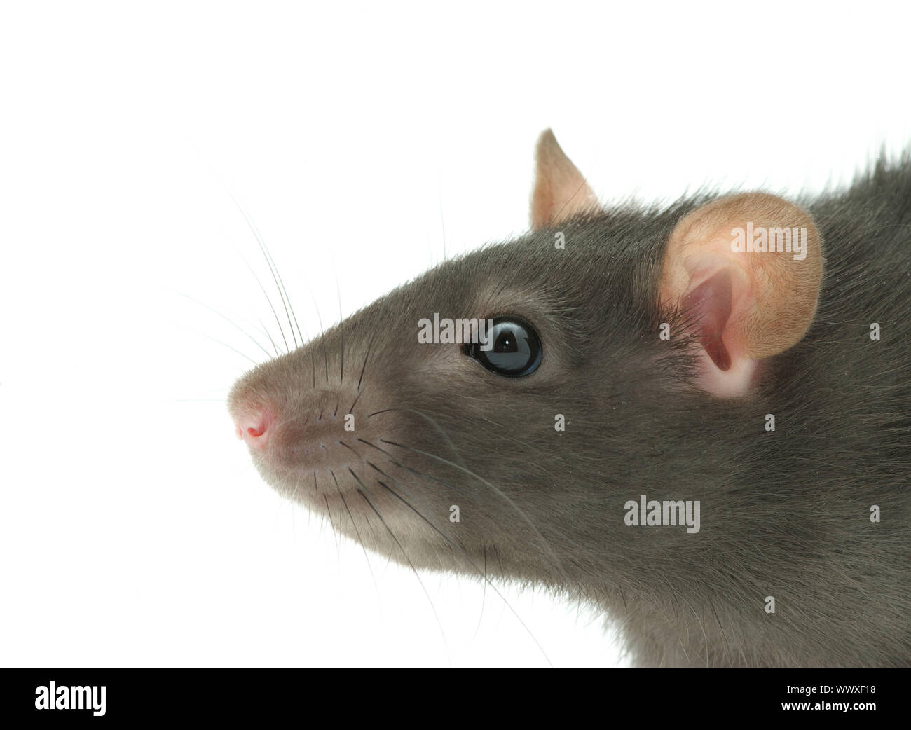 funny rat isolated on white background Stock Photo - Alamy