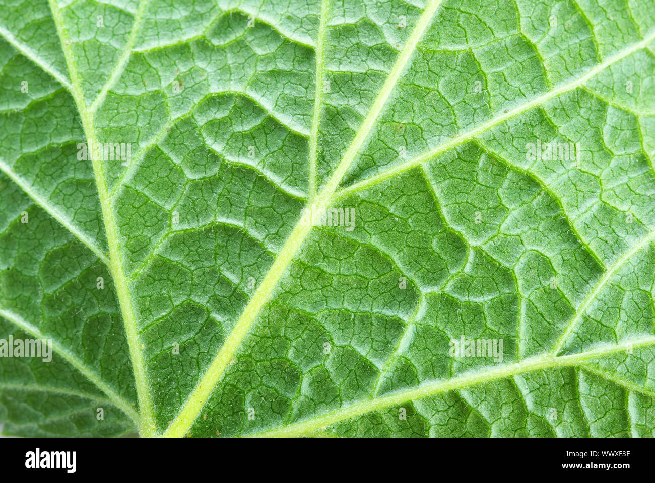 structure of leaf natural background Stock Photo - Alamy
