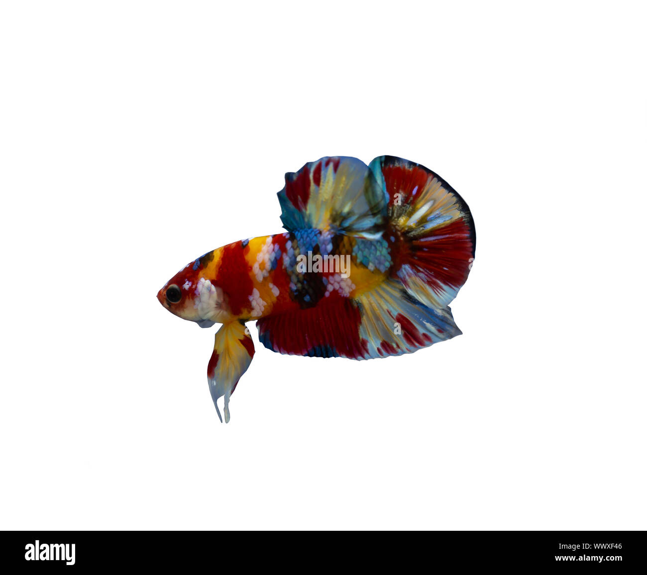 Siamese fighting fish short fin betta fish Stock Photo - Alamy