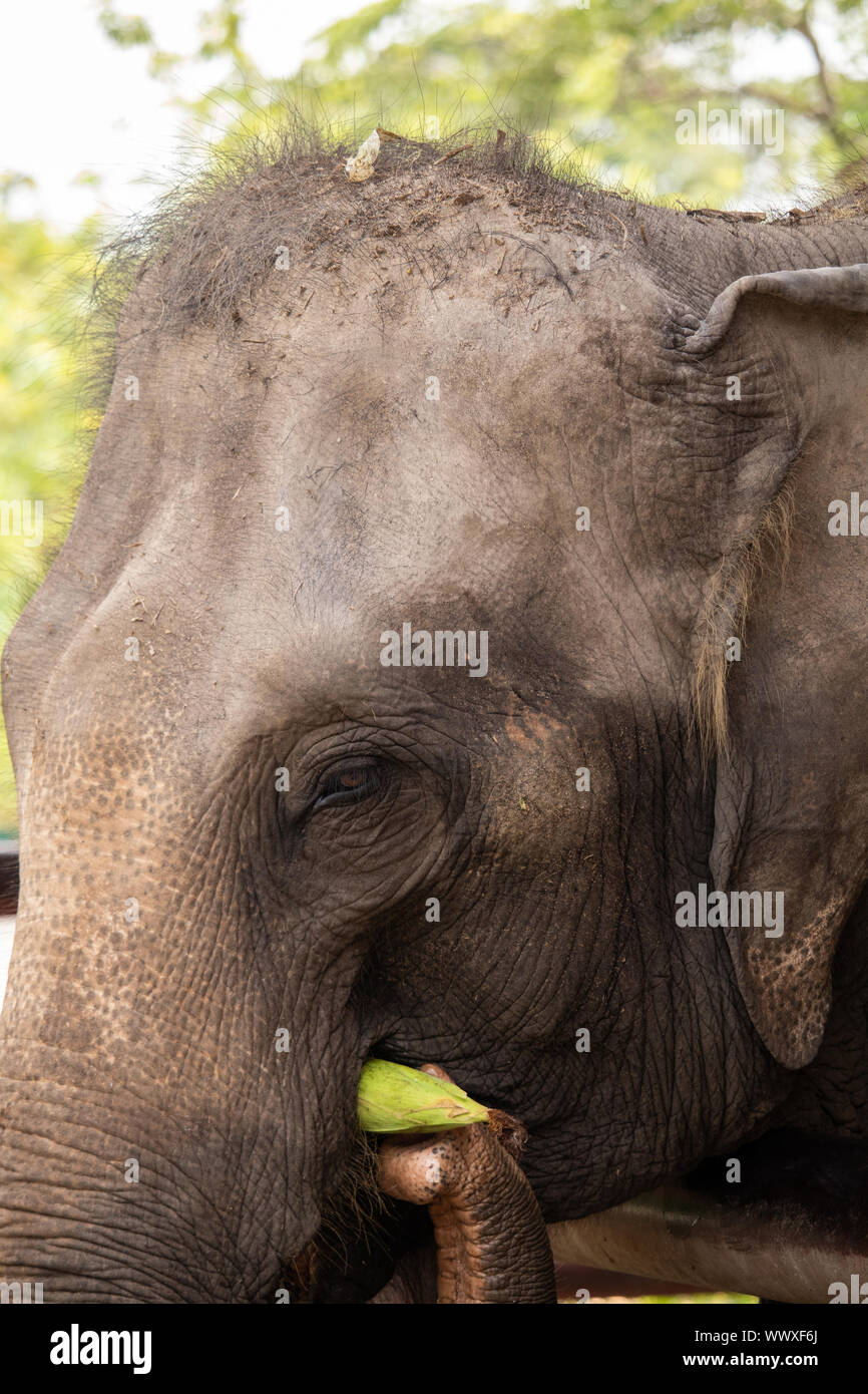 A captive elephant eats sweetcorn in Thailand Asia Stock Photo - Alamy