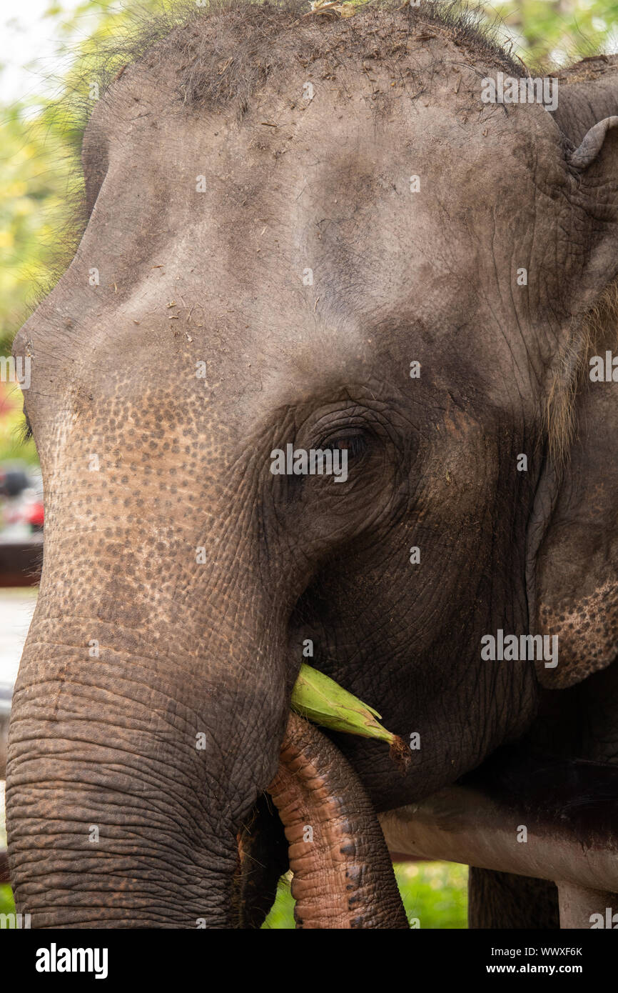 Elephant captive hi-res stock photography and images - Alamy