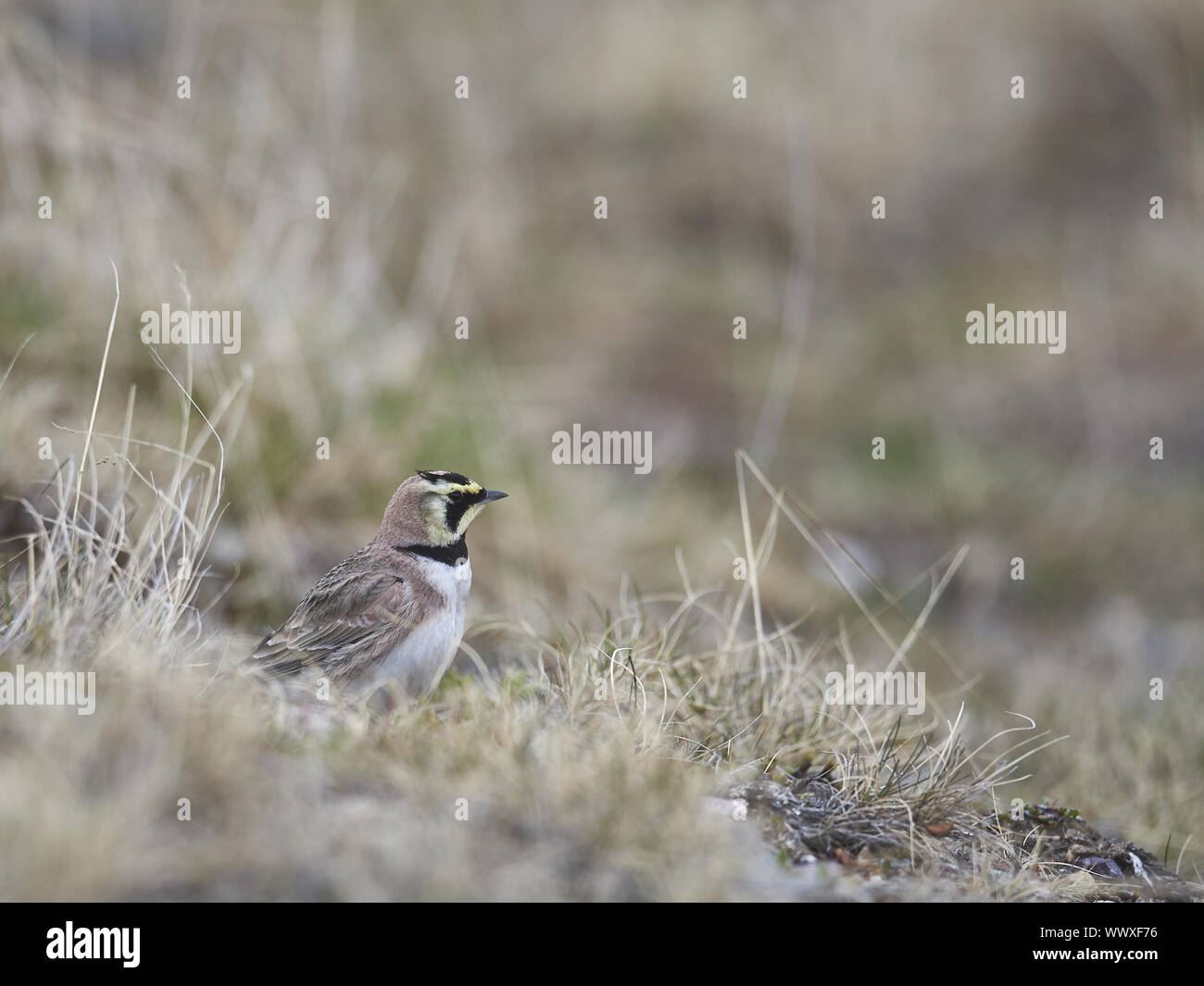 Horned photo hi-res stock photography and images - Alamy