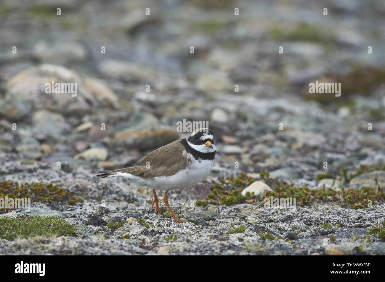 Common Ringed Plover Stock Photo - Alamy
