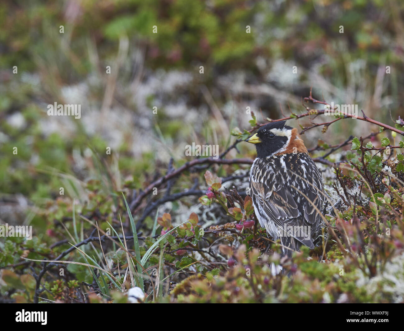 Lapland birds hi-res stock photography and images - Alamy