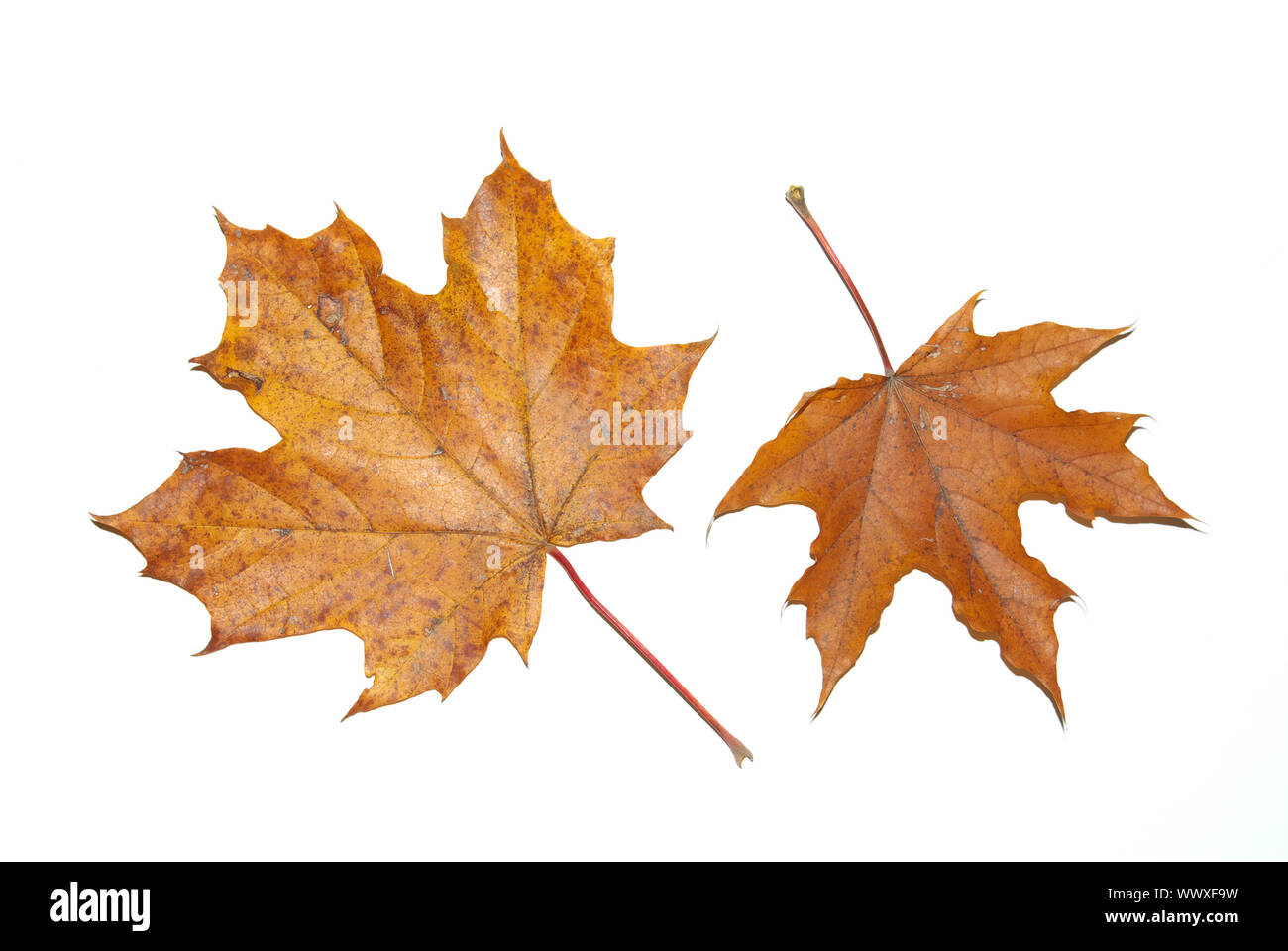 Leaves maple isolated on white Stock Photo - Alamy