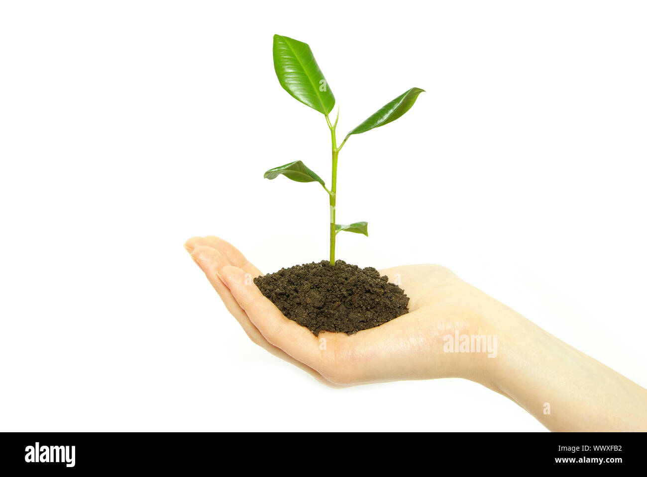 Hands holding sapling in soil on white Stock Photo - Alamy